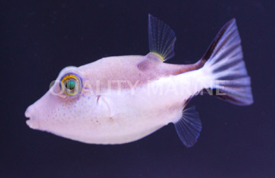 Caribbean Sharpnose Puffers-Canthigaster rostrata - Live Fish Imports ...