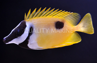 Foxface, One Spot Rabbitfish-Siganus unimaculatus - Live Fish Imports ...