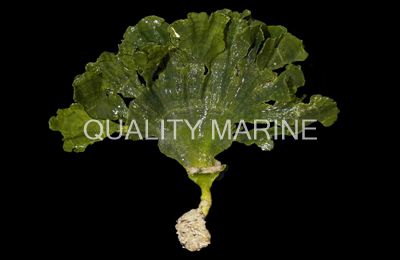 Mermaid’s Fan Marine Algae-Udotea sp. - Live Fish Imports Mexico ...